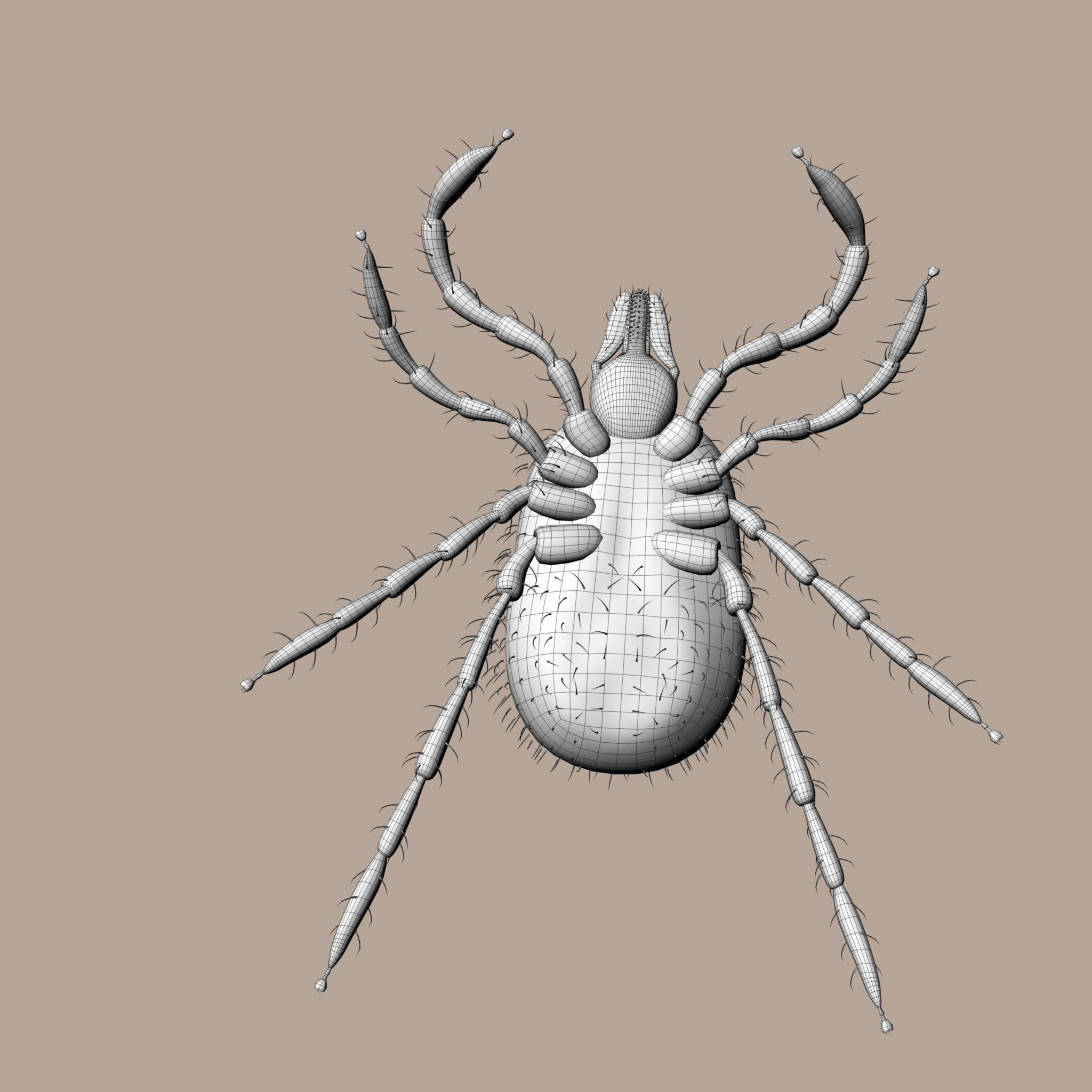 3D Tick 3D model | CGTrader