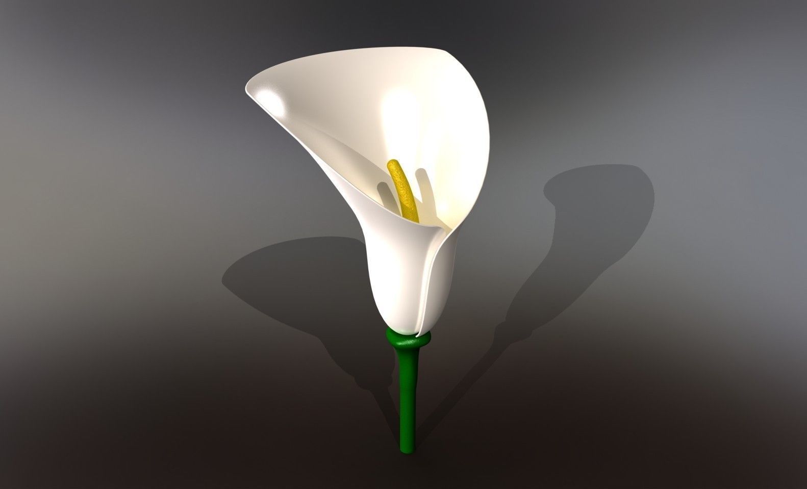 Calla Lily free 3D model | CGTrader
