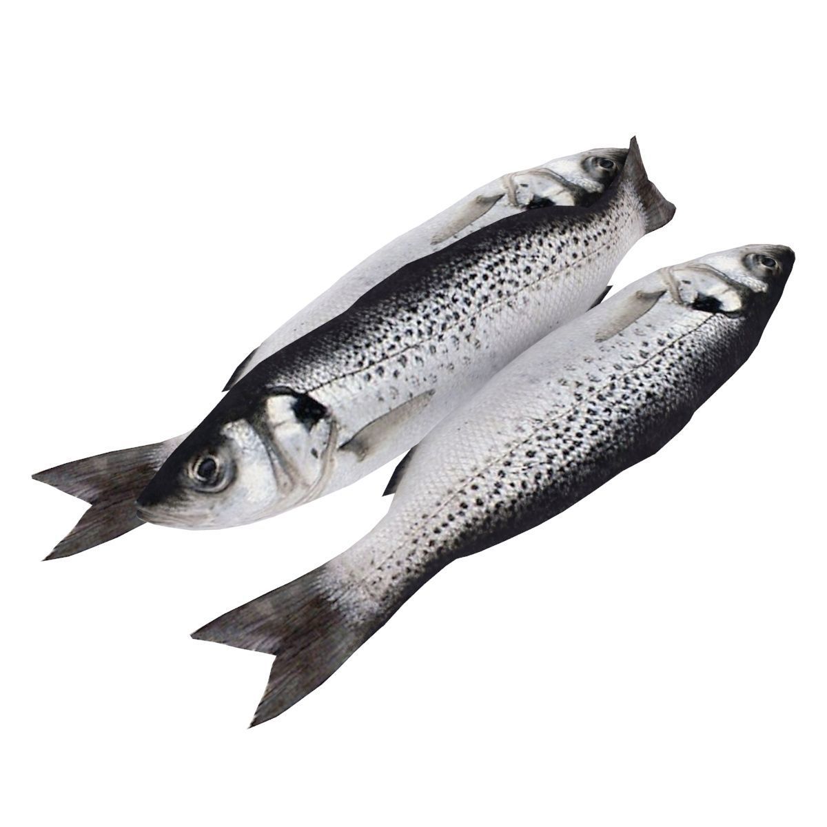 Fish counter 3D model | CGTrader