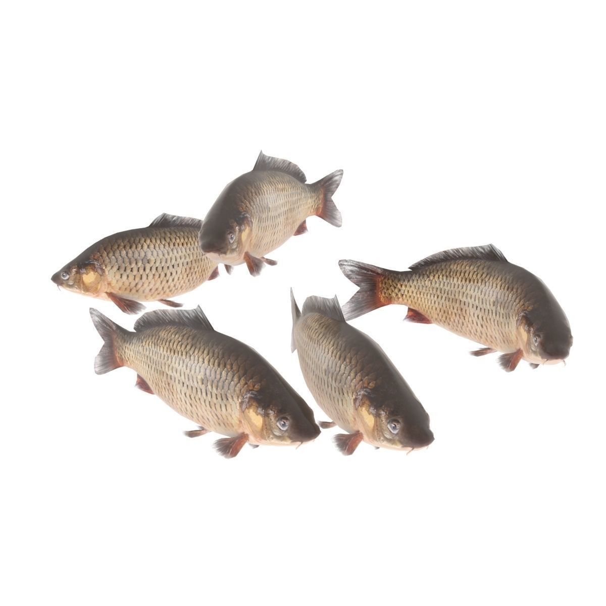 Fish counter 3D model | CGTrader