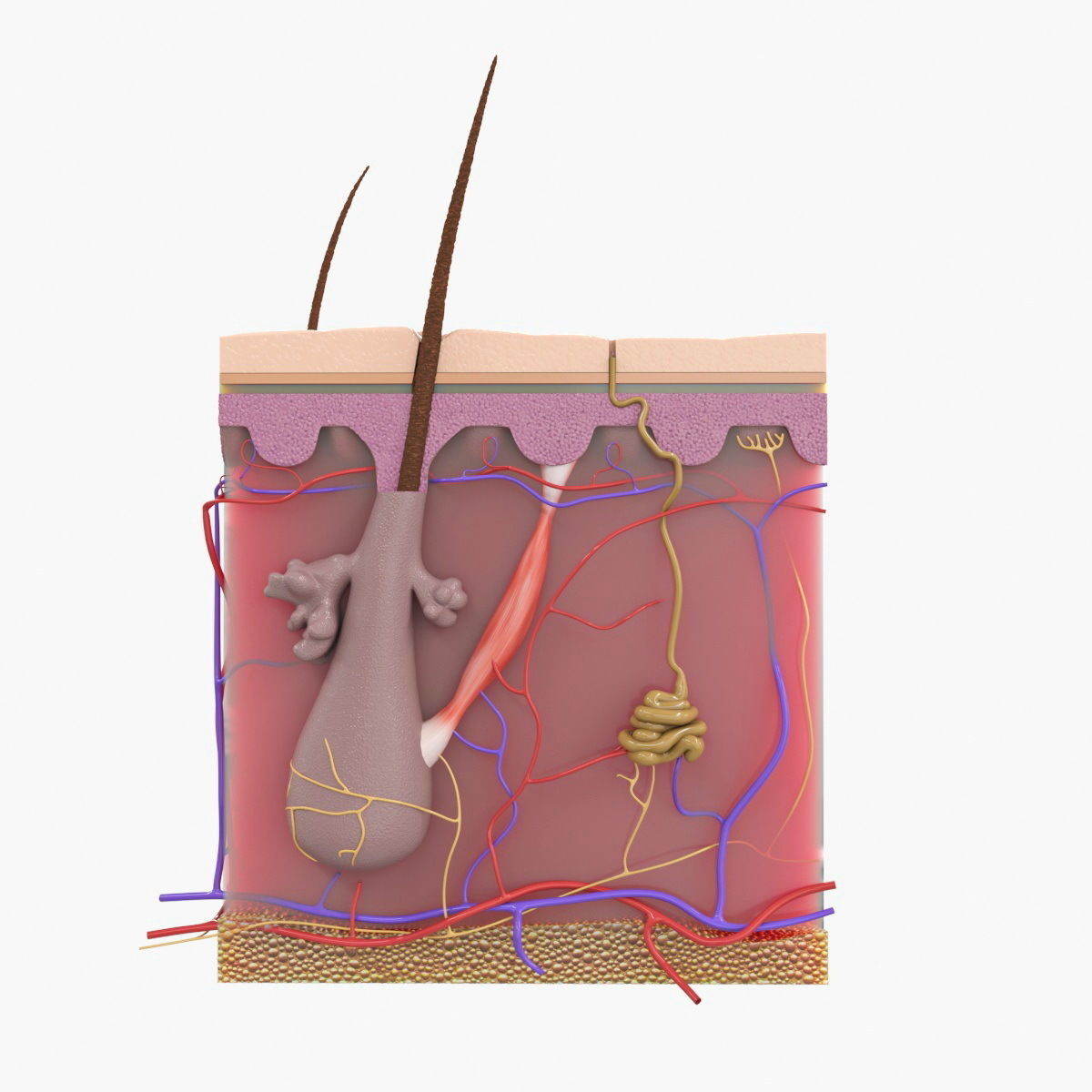 Skin Structure 3D model | CGTrader