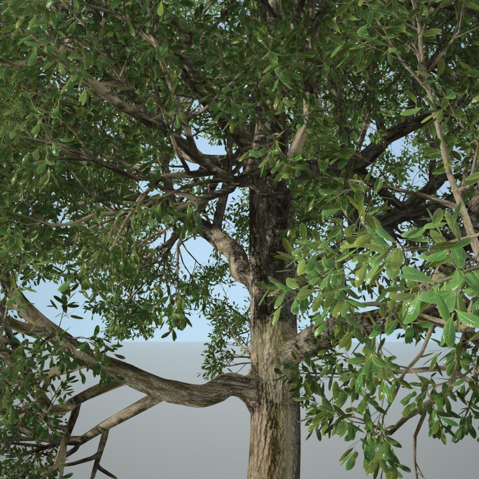 Tree 3d Model No 1 3D model | CGTrader