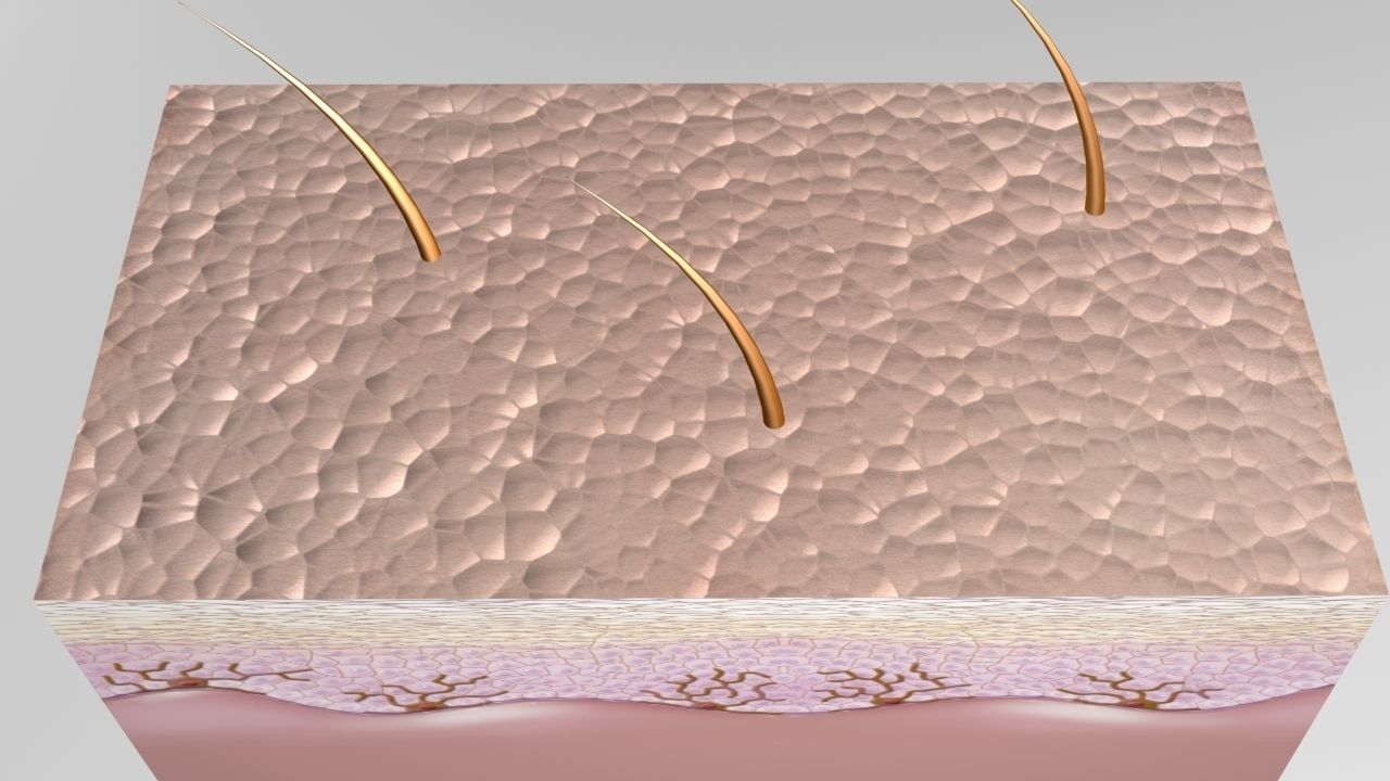 3D model Skin Epidermis layers VR / AR / low-poly | CGTrader