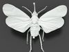 3D model Cicada Pyrops Hamdjahi Peleng Insect VR / AR / low-poly | CGTrader