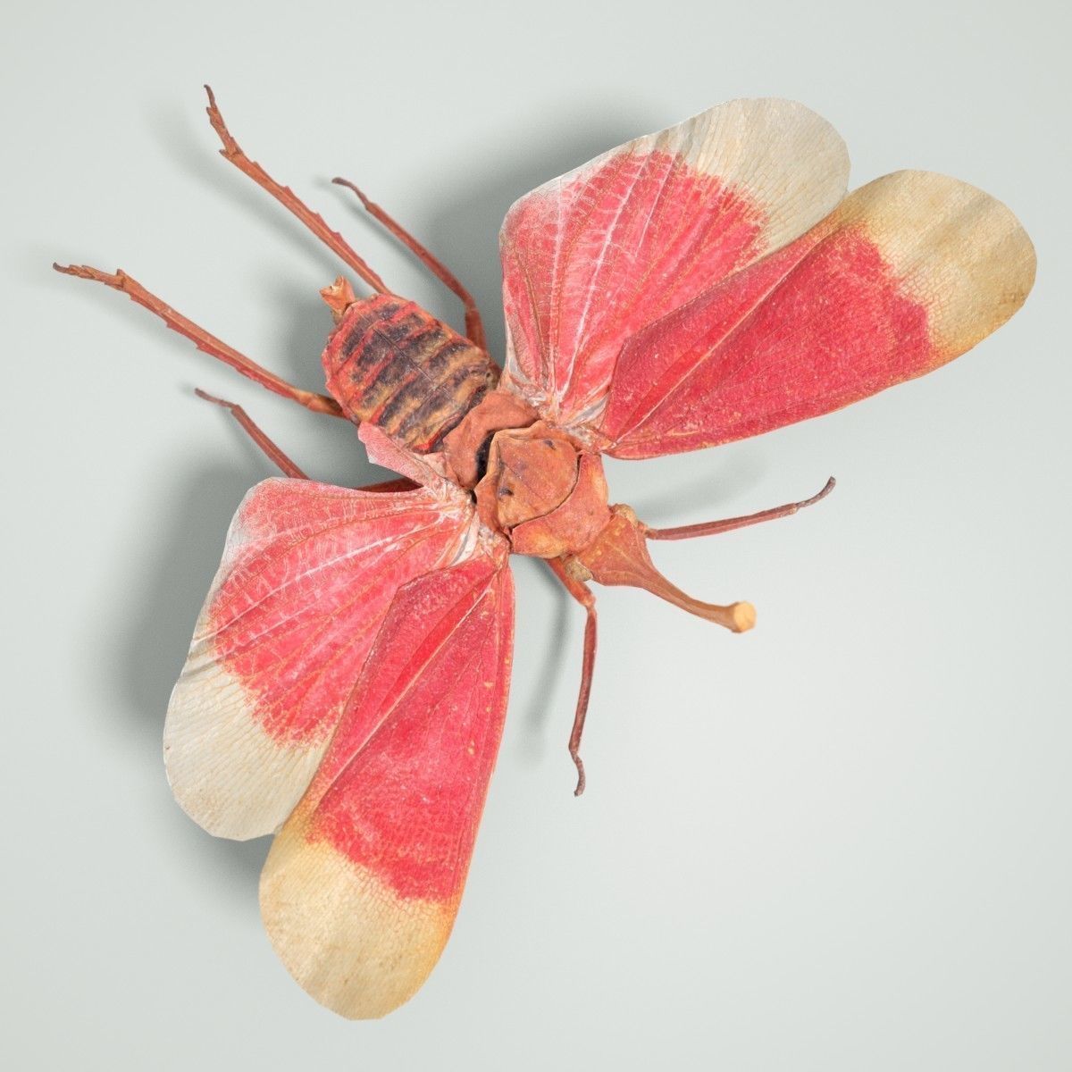 3D model Cicada Pyrops Hamdjahi Peleng Insect VR / AR / low-poly | CGTrader