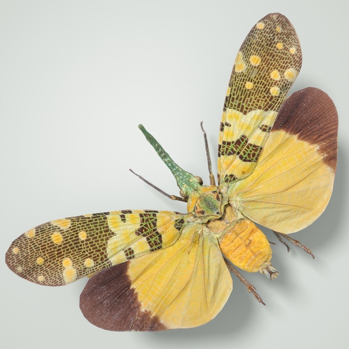 3D model Cicada Pyrops Spinolae Cambodia Insect VR / AR / low-poly ...