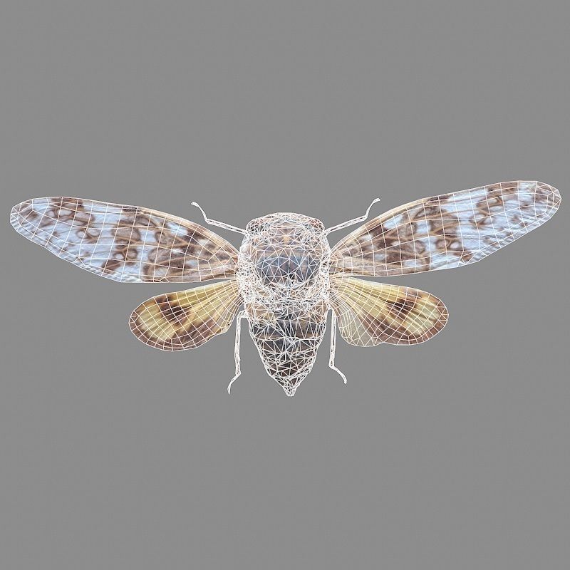3D model Cicada Platypleura Fulvigera Singapore Insect VR / AR / low ...