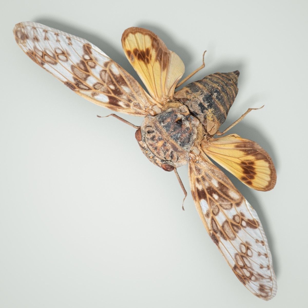 3D model Cicada Platypleura Fulvigera Singapore Insect VR / AR / low ...