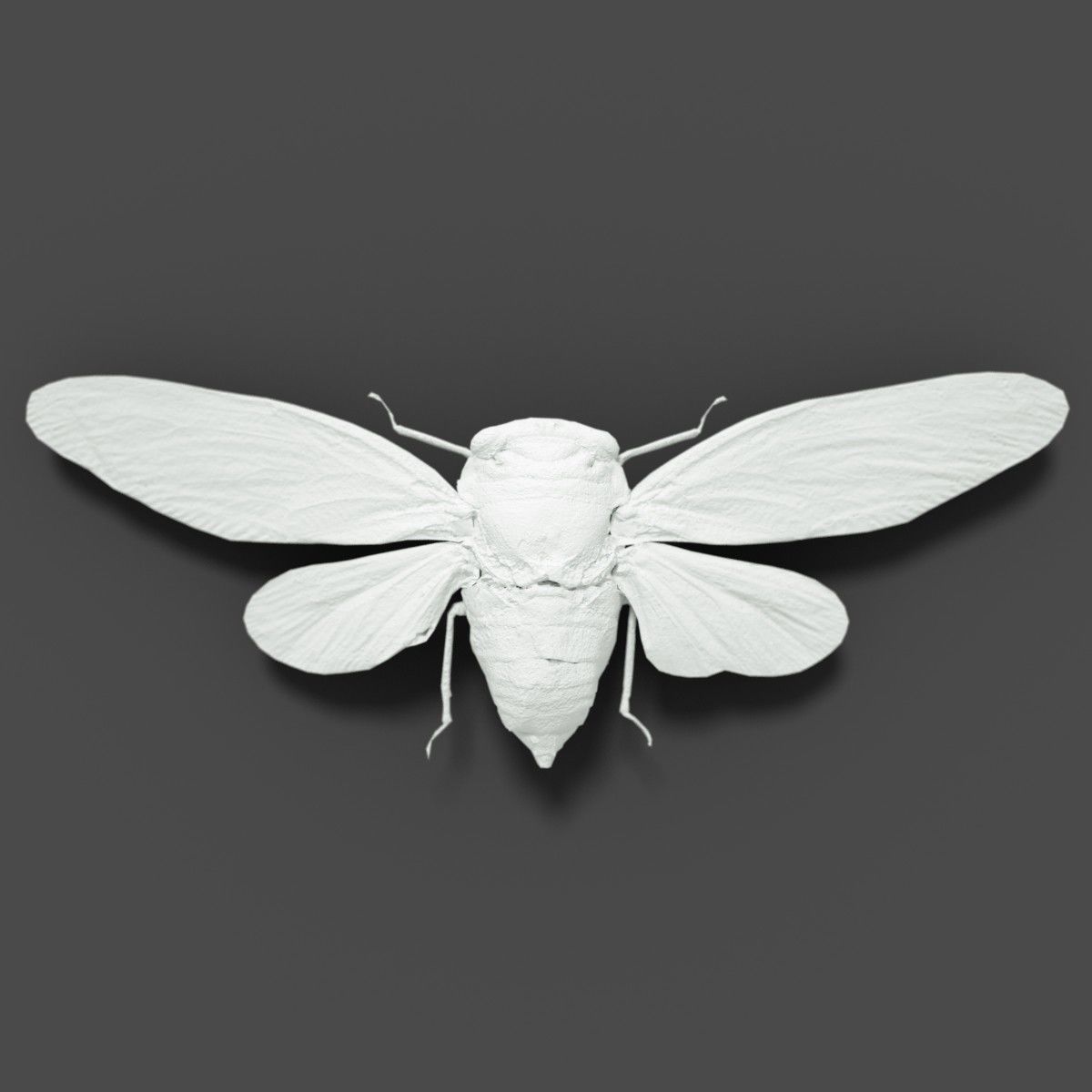 3D model Cicada Platypleura Fulvigera Singapore Insect VR / AR / low ...