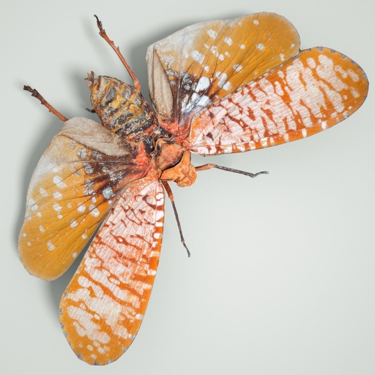 3D model Cicada Aphaena Submaculata Cambodia Insect VR / AR / low-poly ...