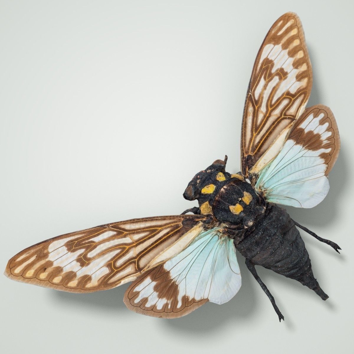 3D model Cicada Tosena Splendida Burma Insect VR / AR / low-poly | CGTrader