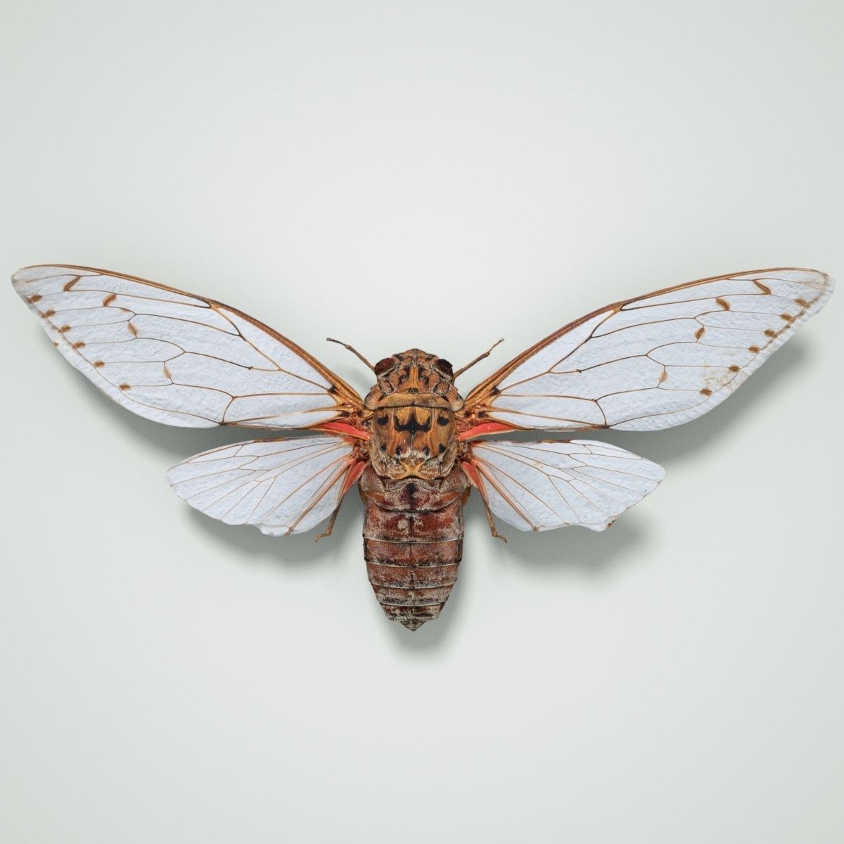 3D model 15 Cicada Insect Collection VR / AR / low-poly | CGTrader