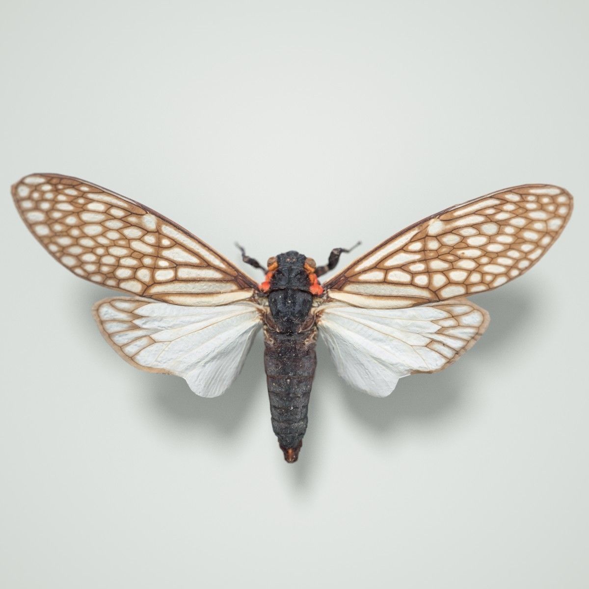 3D model 15 Cicada Insect Collection VR / AR / low-poly | CGTrader