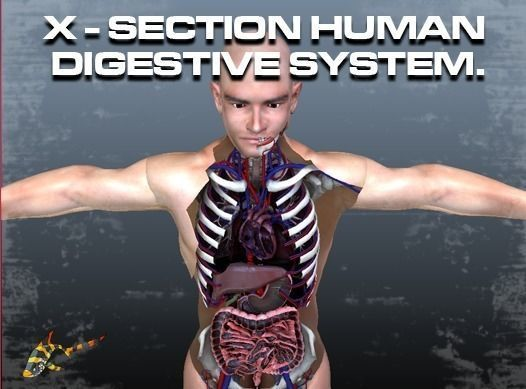 Cross Section Human Digestive System 3D model animated rigged | CGTrader