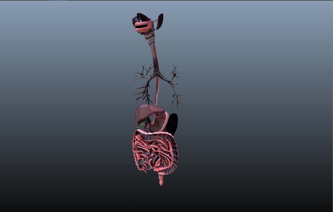 Cross Section Human Digestive System 3D model animated rigged | CGTrader
