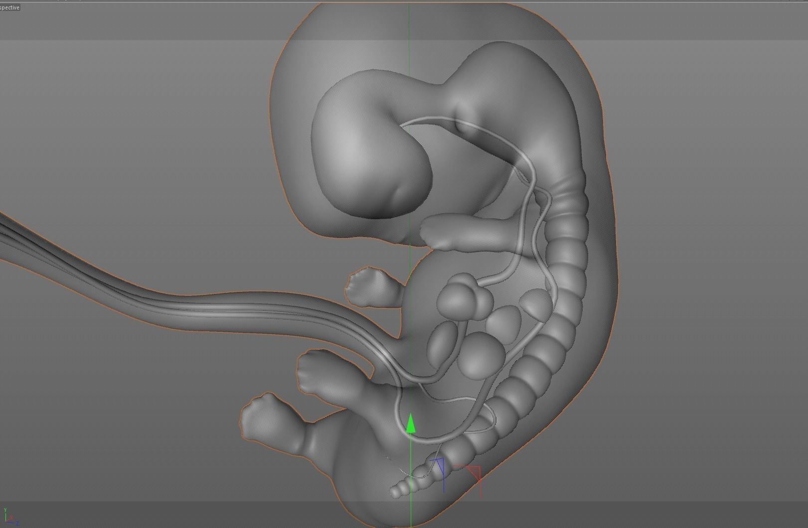 3D model Human embryo fetus with internal organs Animation of ...