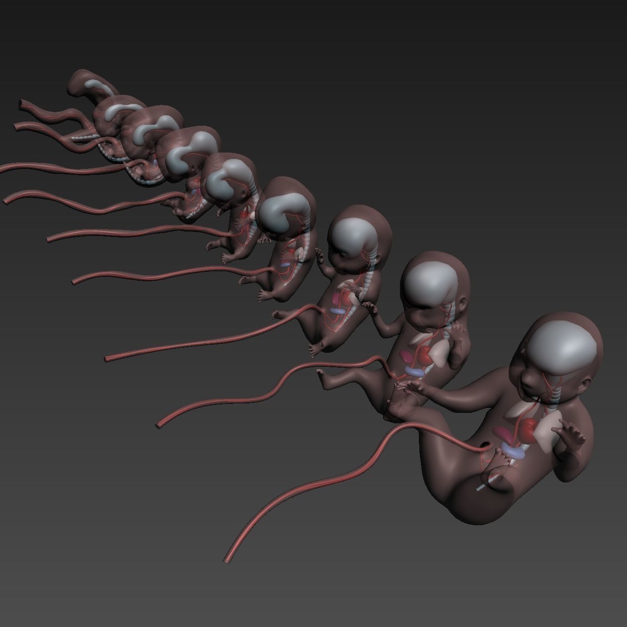 3D model Human embryo fetus with internal organs Animation of ...