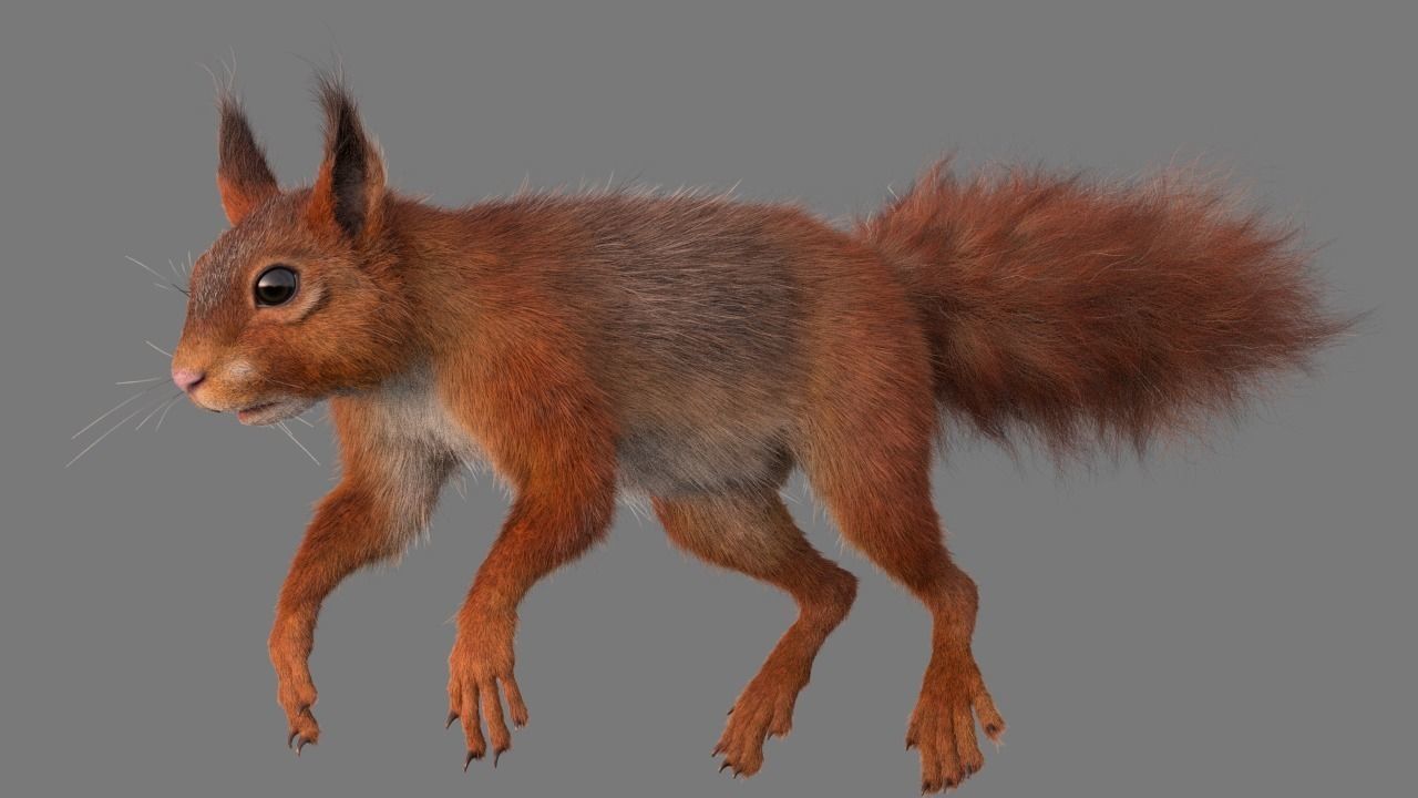 squirrel 3D model | CGTrader