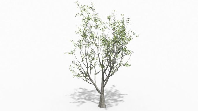 3D model Tree animation VR / AR / low-poly animated | CGTrader