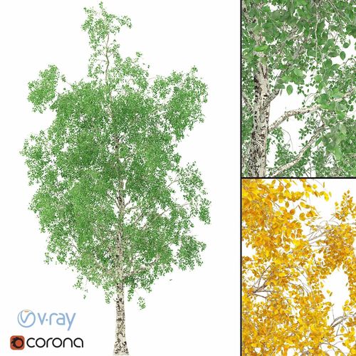 Birch Tree 3d Model No 1-3 seasons 3D model | CGTrader