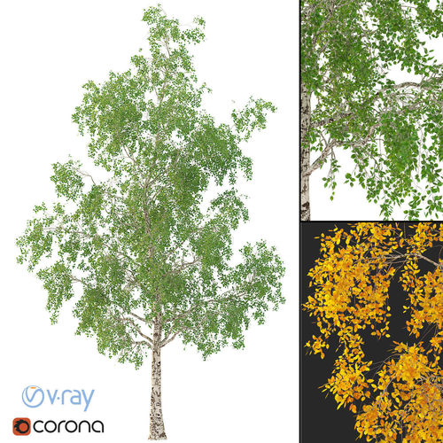 Birch Tree 3d Model No 3 3 seasons 3D model | CGTrader