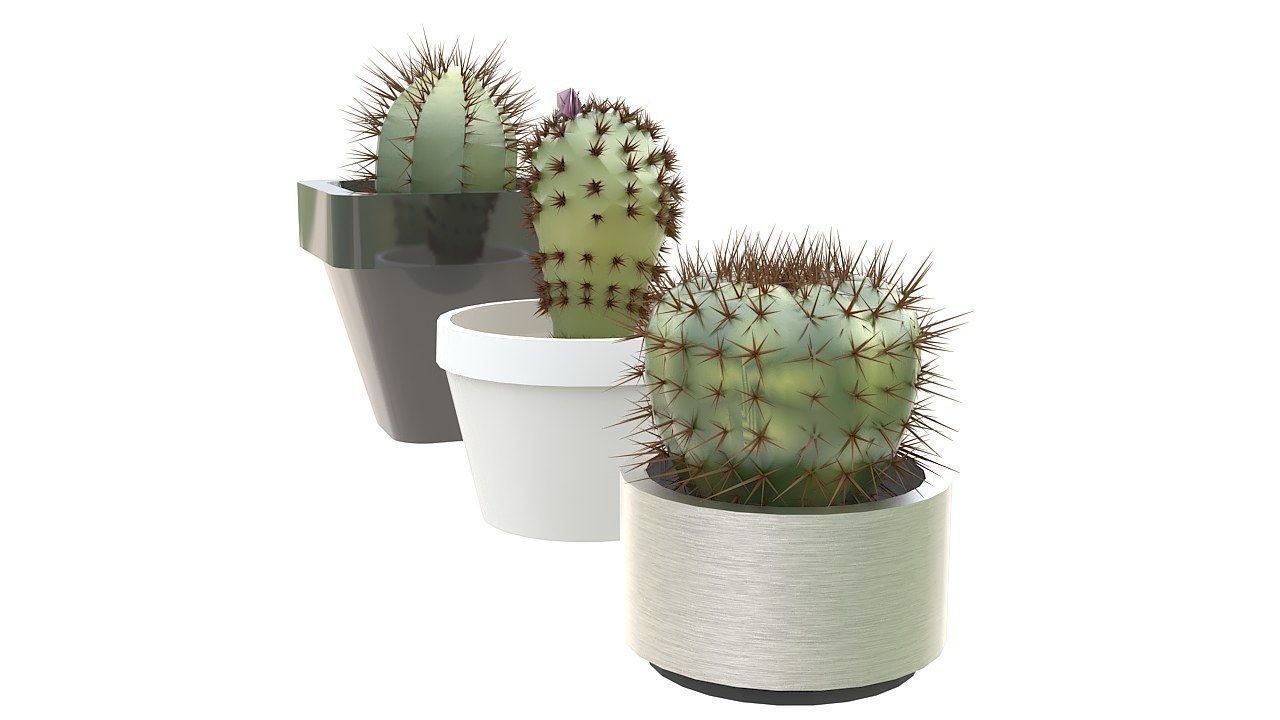 Three potted cactus plants 3D model | CGTrader