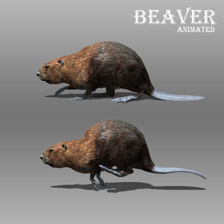 3D model Beaver Animated VR / AR / low-poly rigged animated | CGTrader