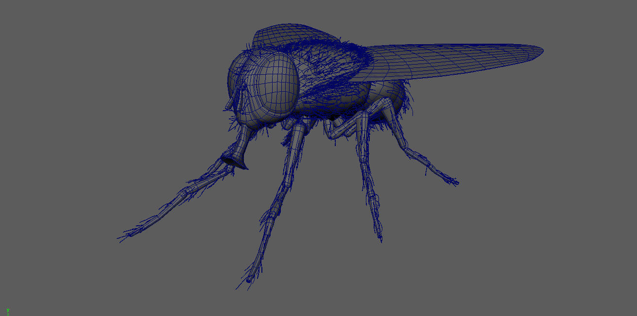 Insect Fly 3D model | CGTrader