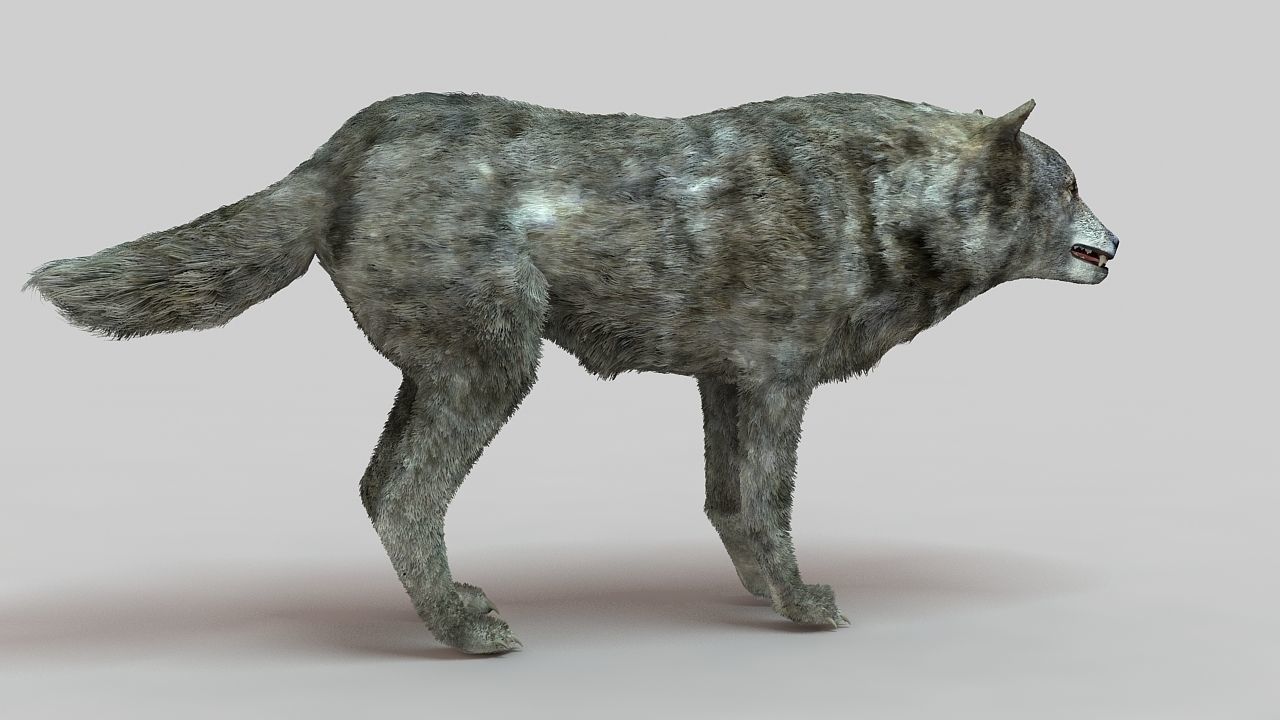 3D model Gray Wolf VR / AR / low-poly rigged | CGTrader