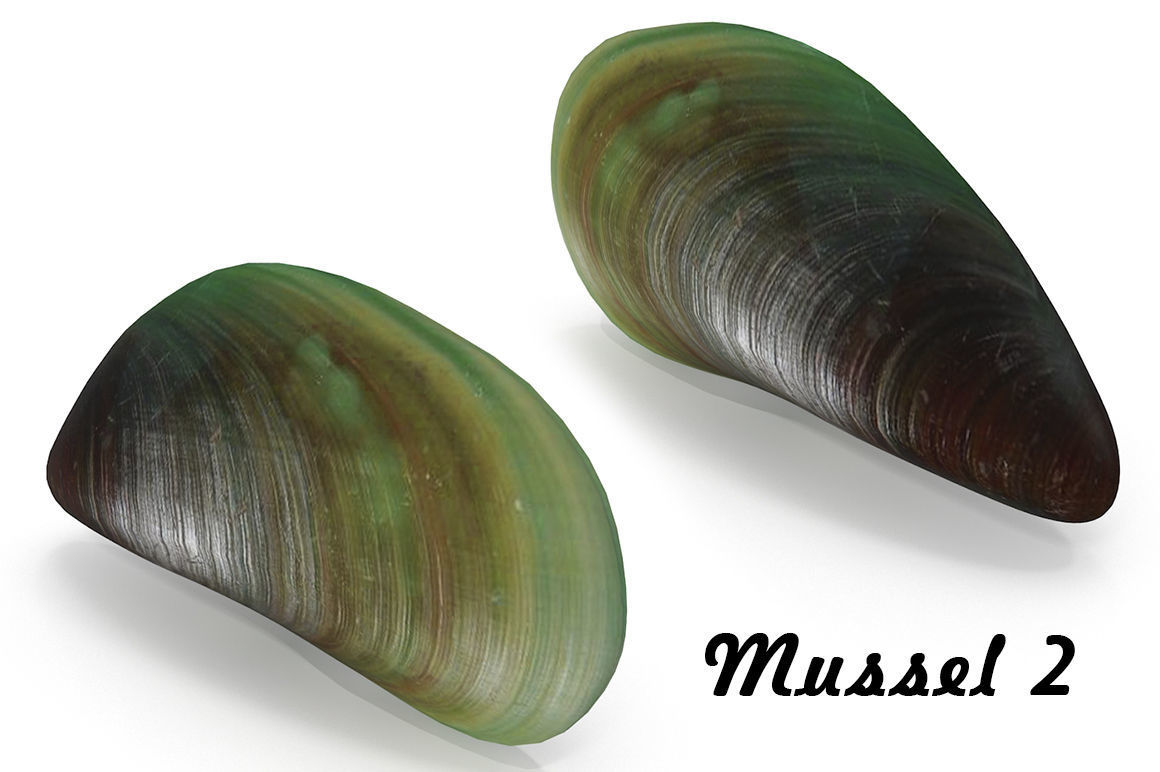 3D Mussel 2 | CGTrader