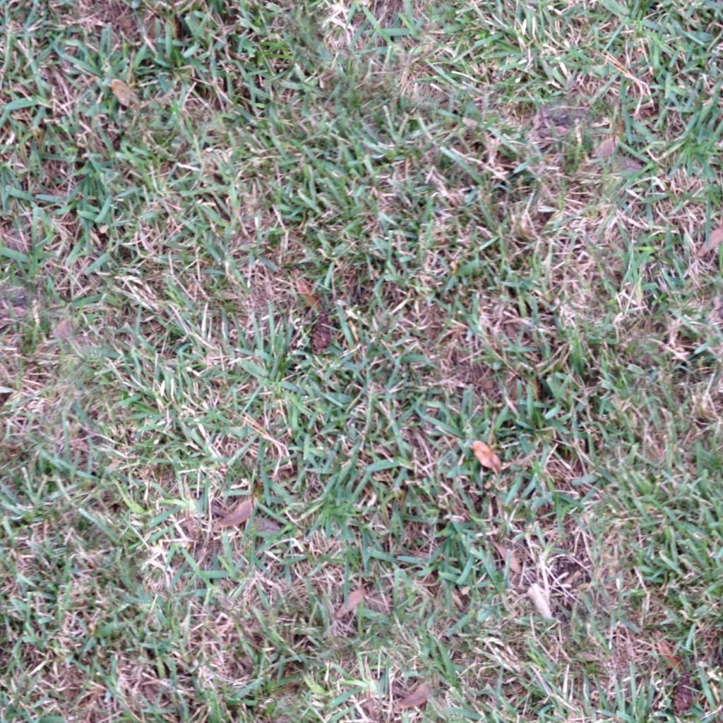 Ground Covers 1 Texture | CGTrader