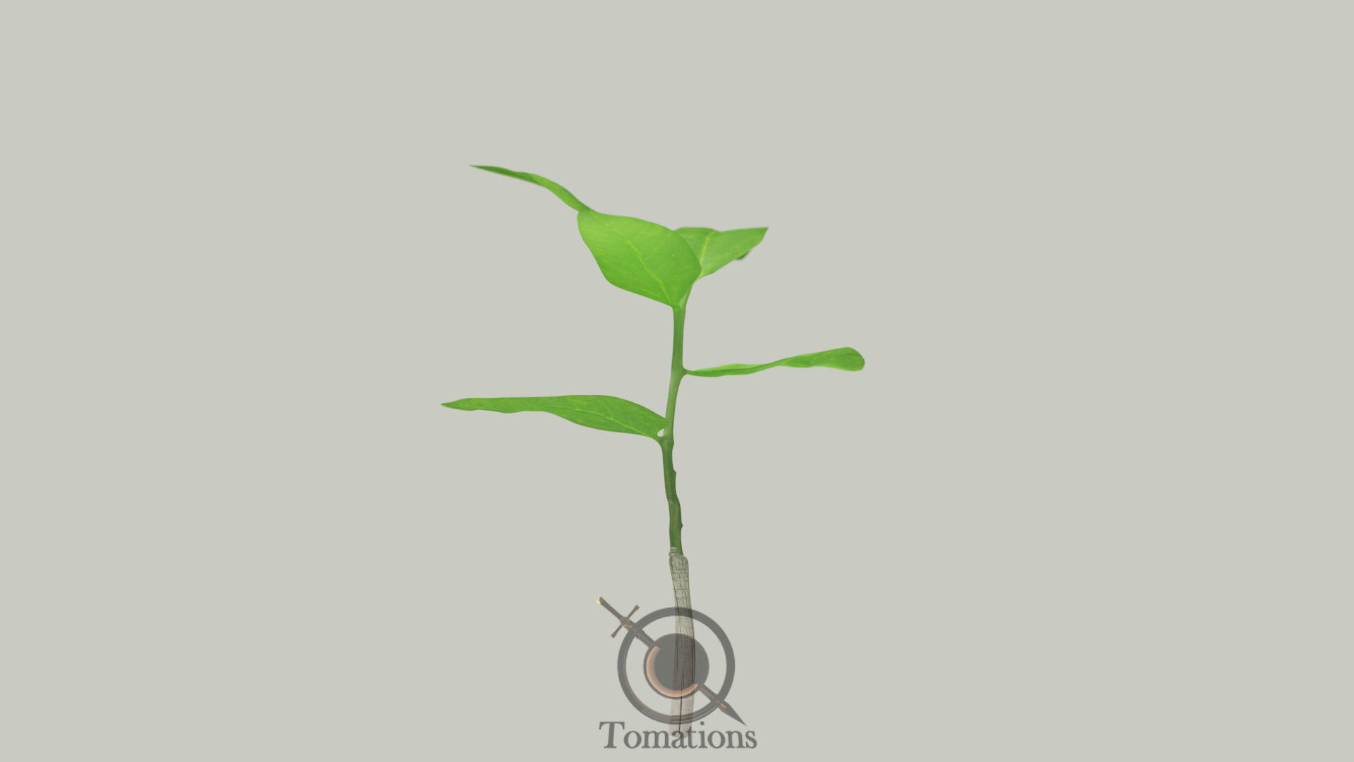 Sprout 3D model | CGTrader