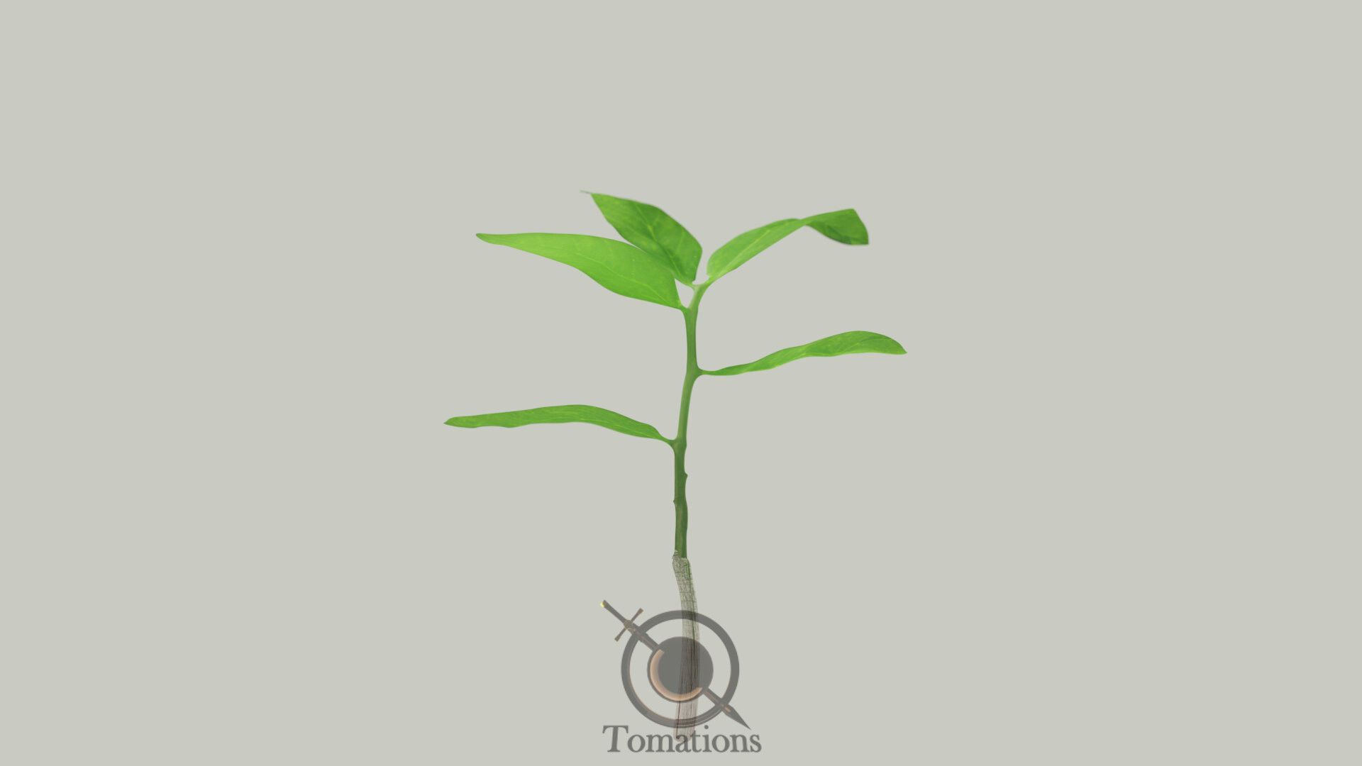 Sprout 3D model | CGTrader