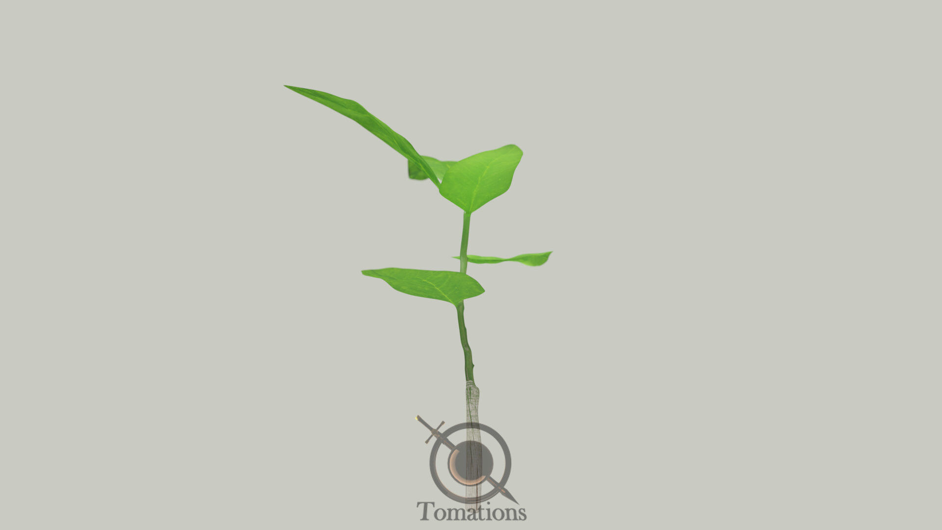 Sprout 3D model | CGTrader