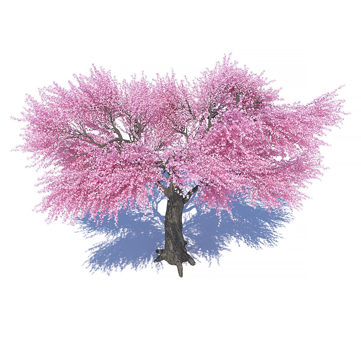 Sakura 02 3D model | CGTrader