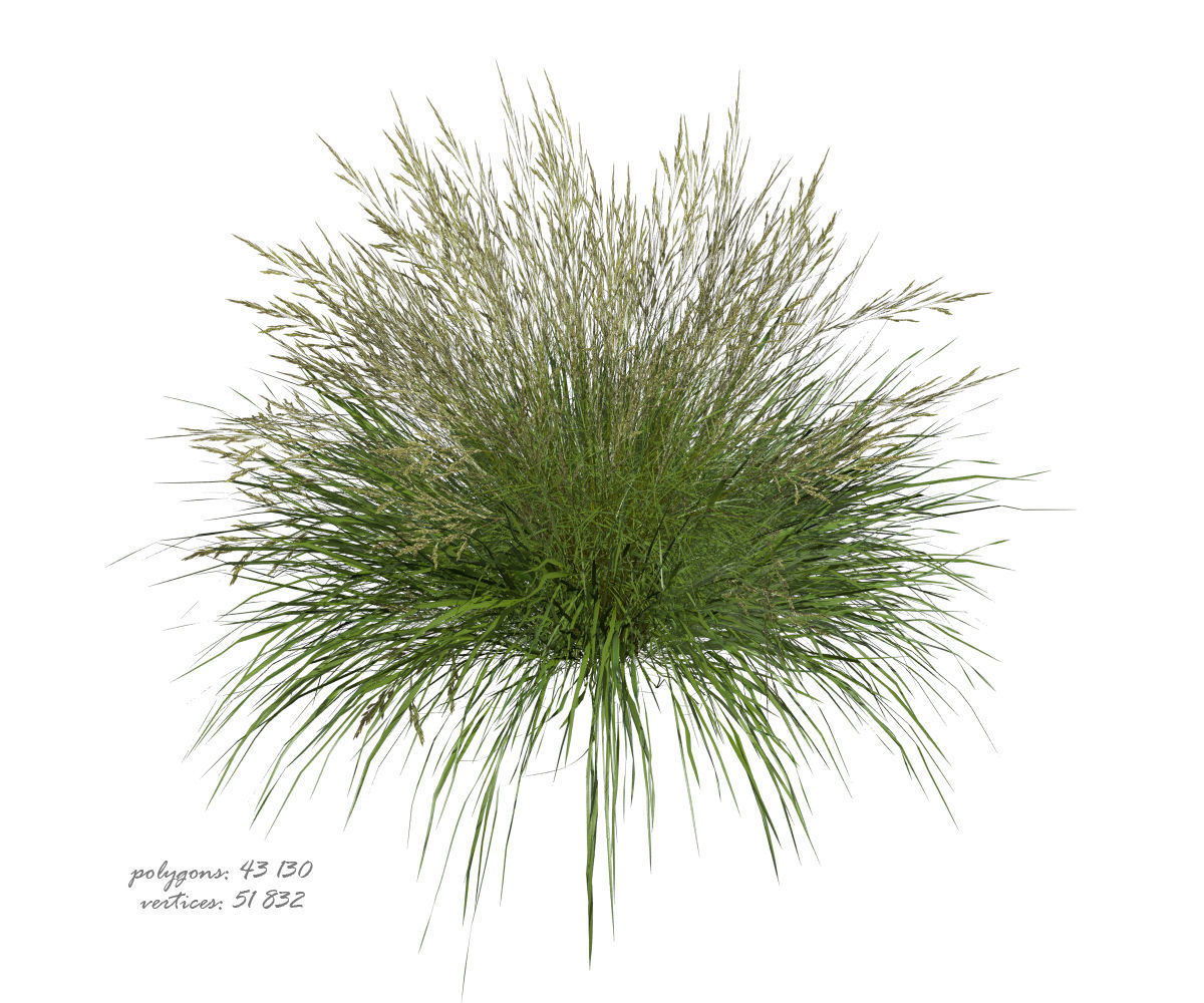 3D model of Grass 05 3D model | CGTrader