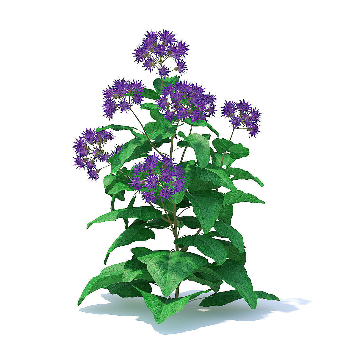 Thistle 3D Model plant with flowers 3D model | CGTrader