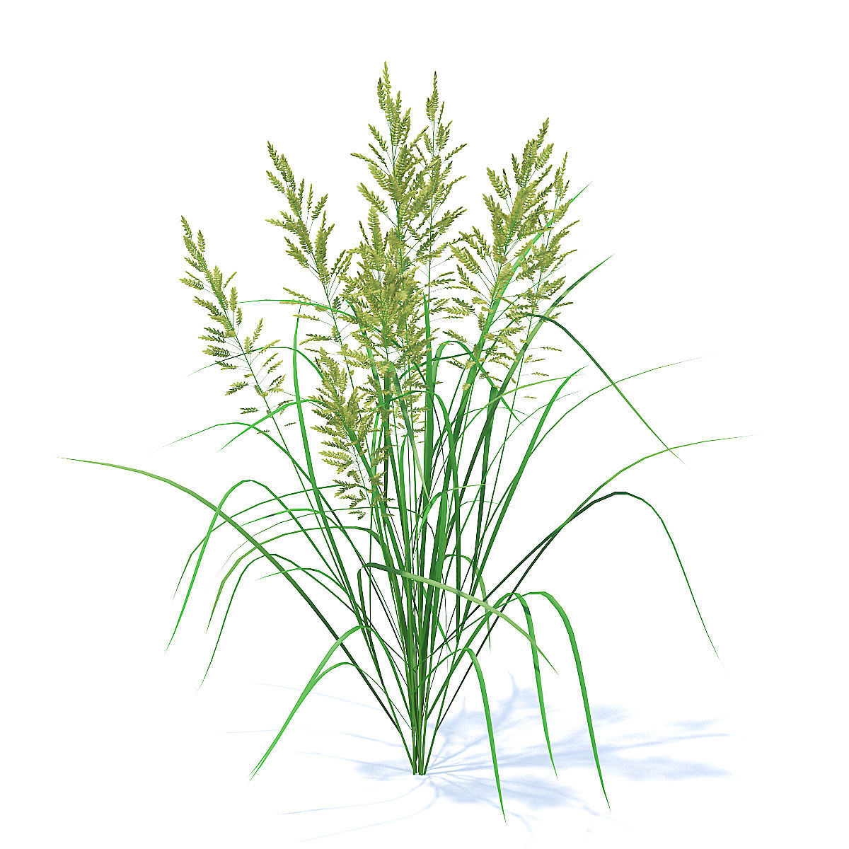 Flowering Grass 3D Model 3D model | CGTrader