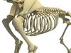 Wolf Skeleton 3D model | CGTrader