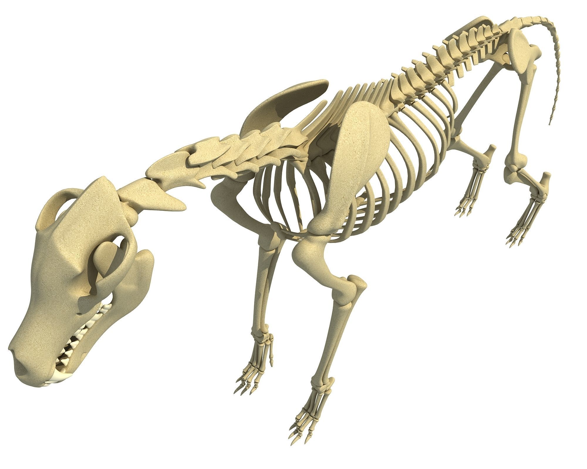 Wolf Skeleton 3D model | CGTrader