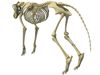 Wolf Skeleton 3D model | CGTrader