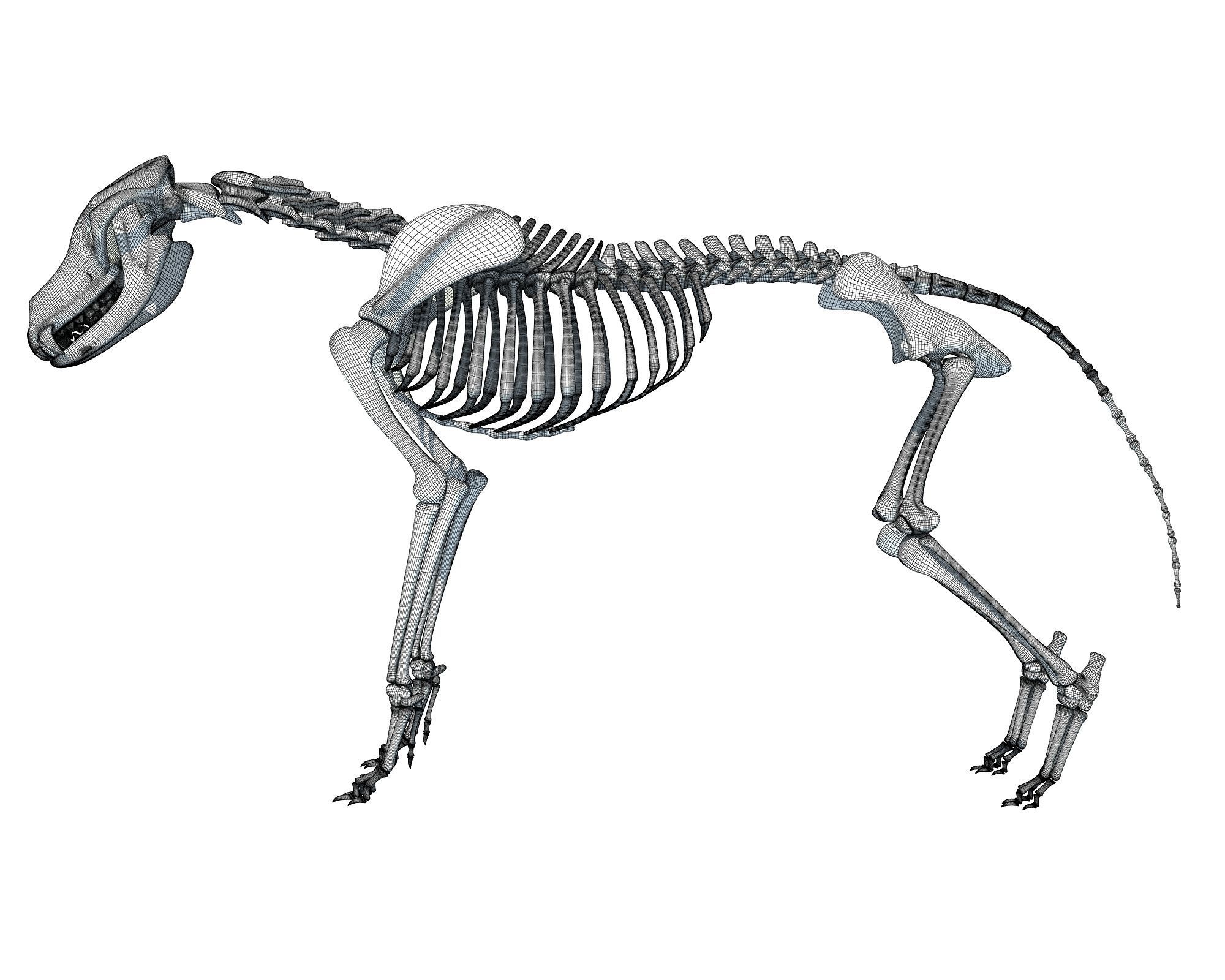 Wolf Skeleton 3D model | CGTrader