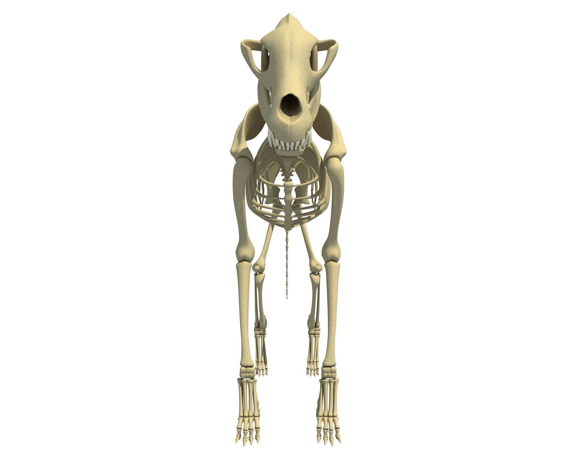 Wolf Skeleton 3D model | CGTrader