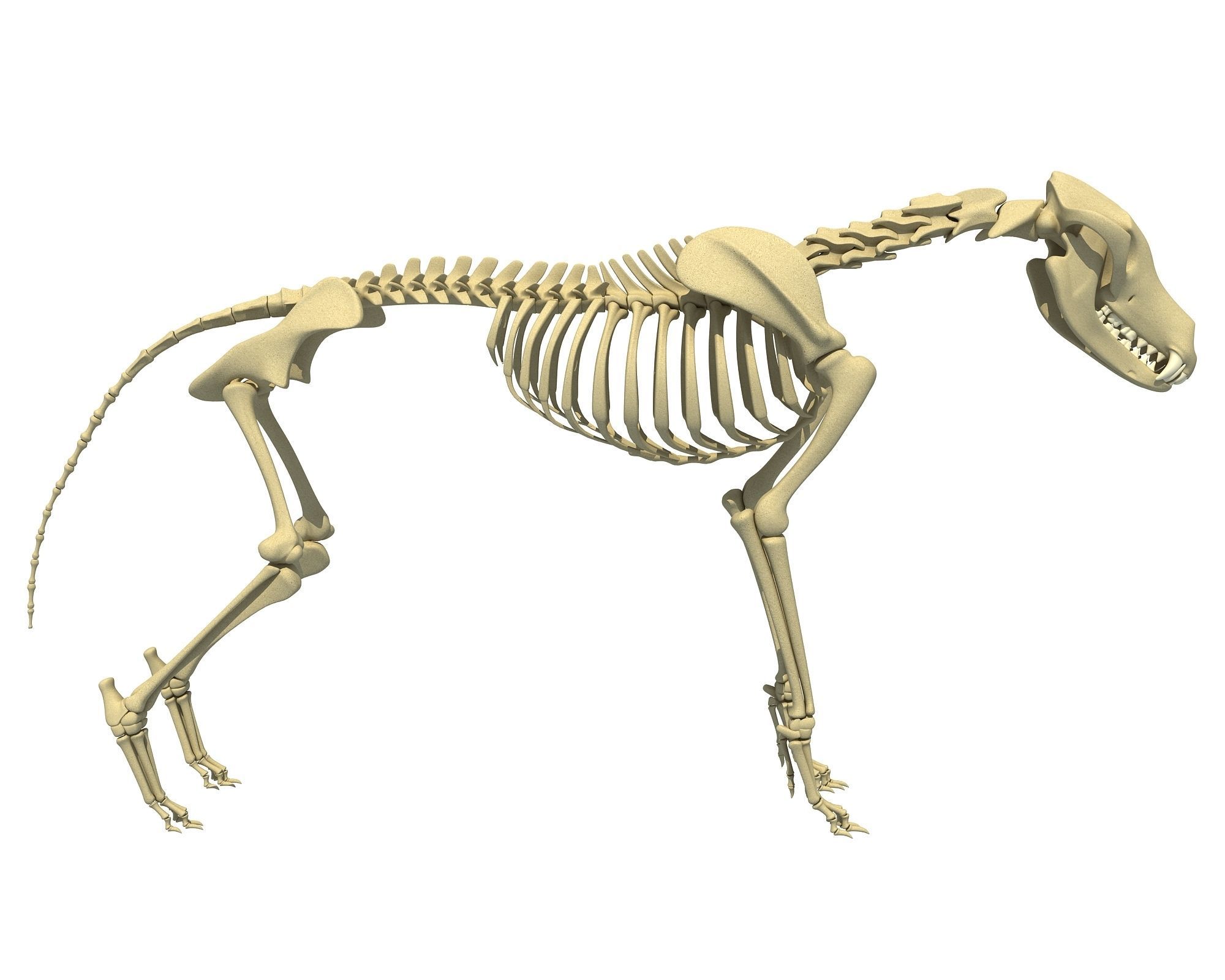 Wolf Skeleton 3D model | CGTrader