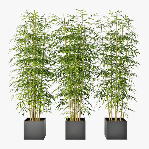Bamboo 04 3d Model Cgtrader