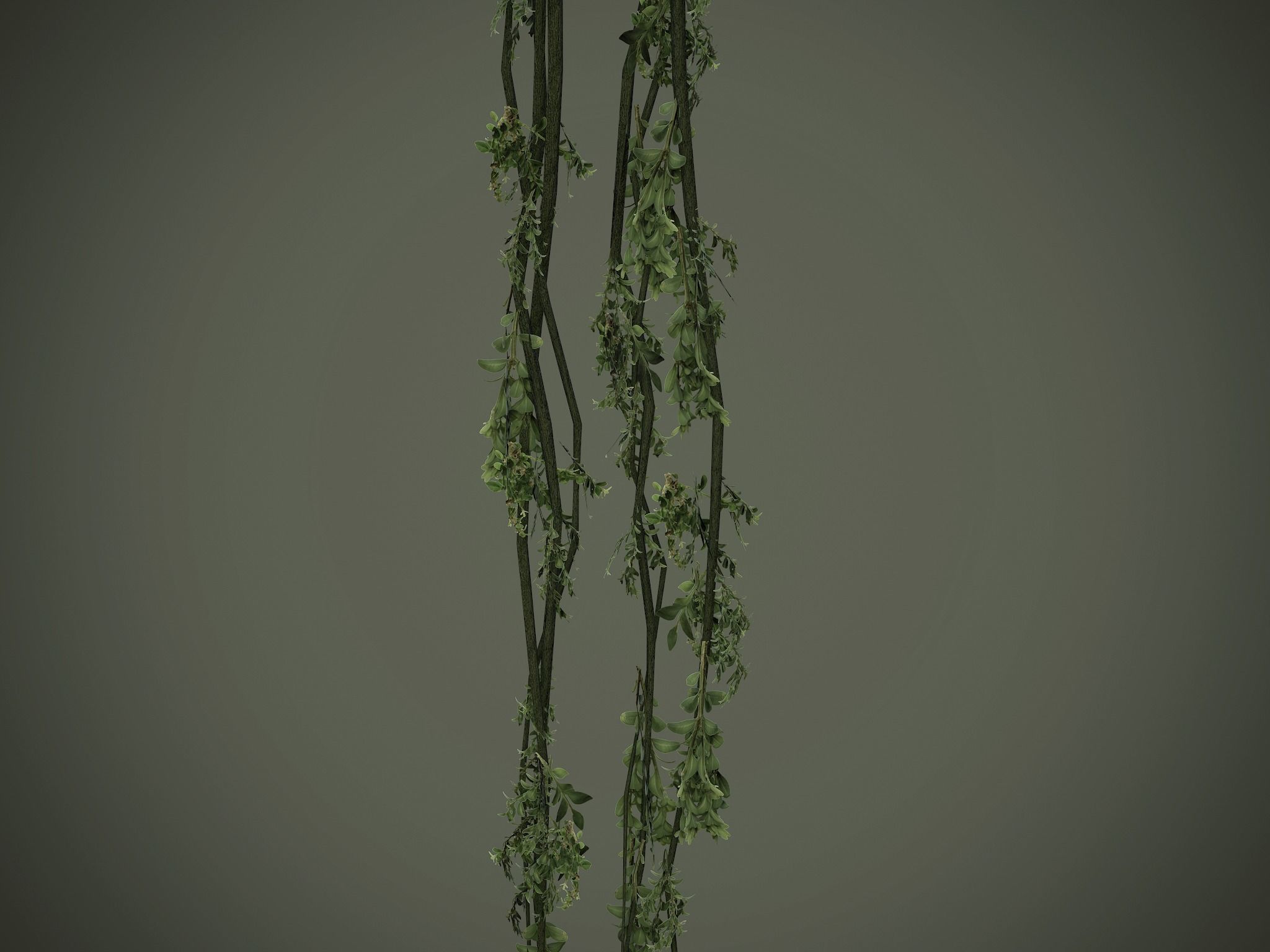 3D model Nature Assets - Forest Vines Pack VR / AR / low-poly | CGTrader