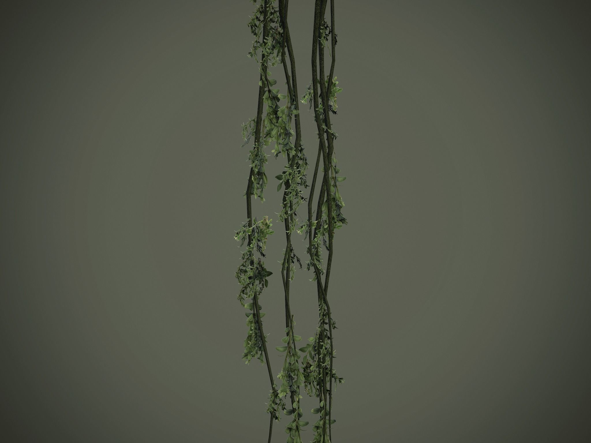 3D model Nature Assets - Forest Vines Pack VR / AR / low-poly | CGTrader