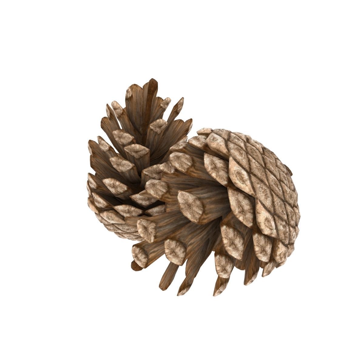 Pine cone 3D model | CGTrader