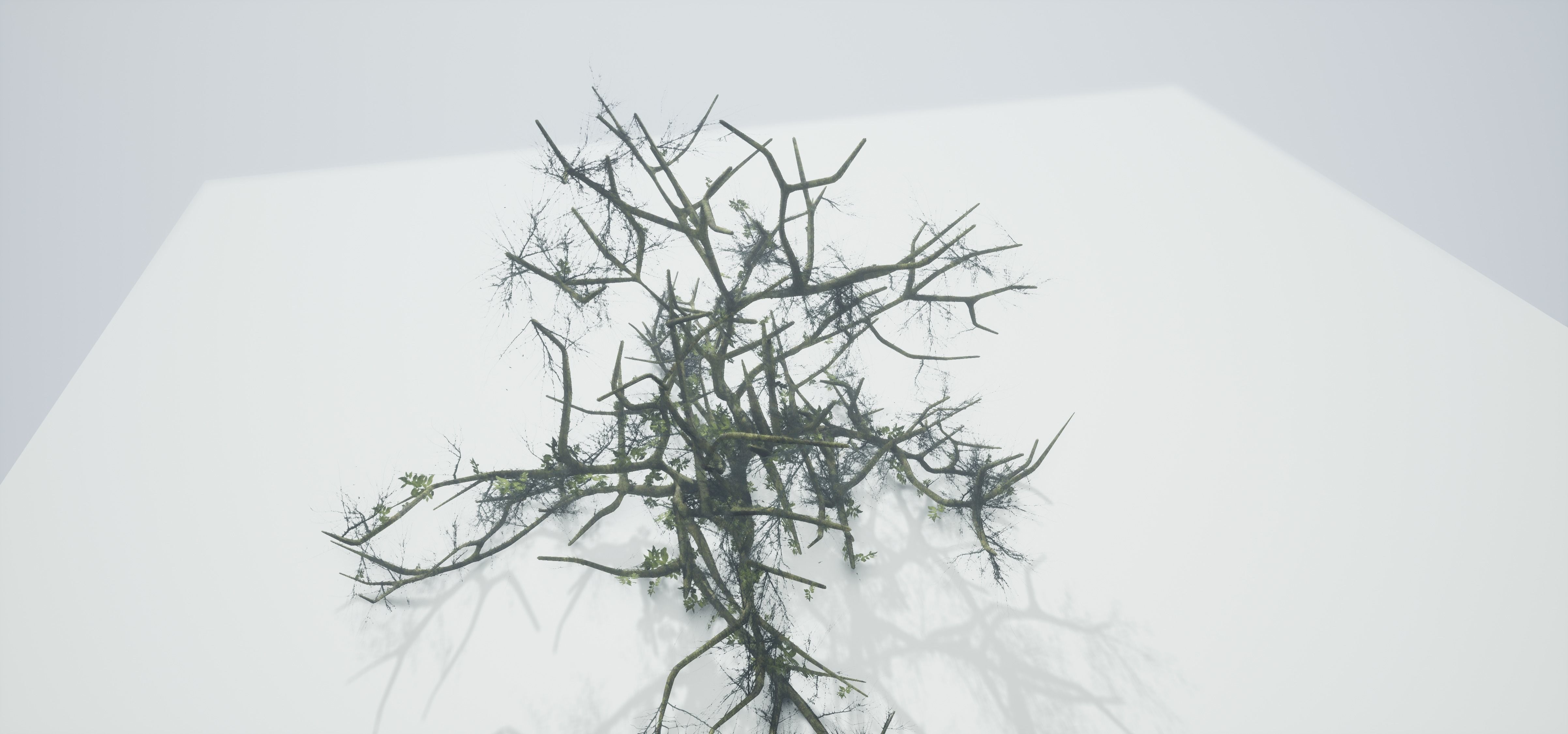 Tree Die Old free VR / AR / low-poly 3D model | CGTrader