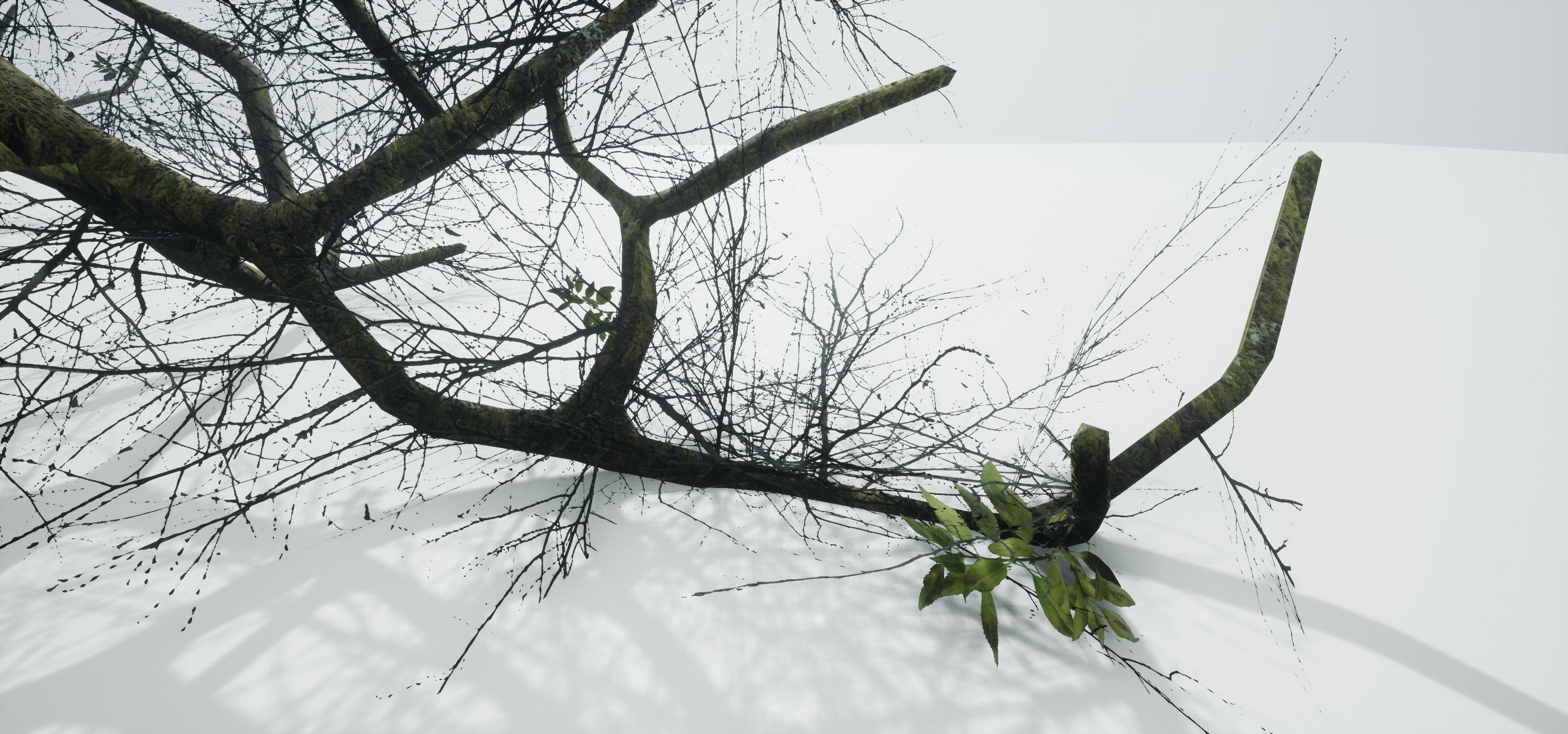 Tree Die Old free VR / AR / low-poly 3D model | CGTrader